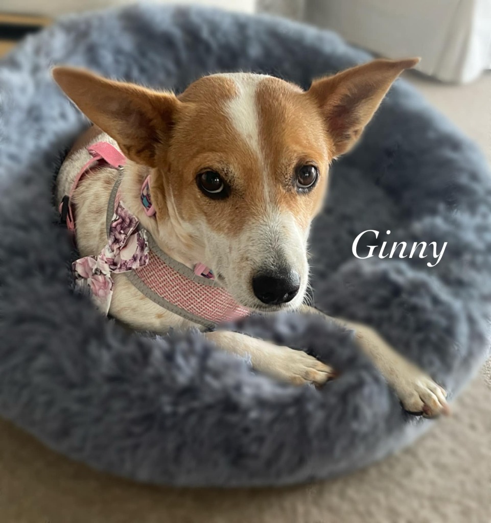 Ginny - Medium Female Mixed Breed x Mixed breed Mix Dog in WA - PetRescue
