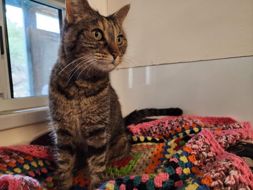 Mia - Foster Home Needed - Female Domestic Short Hair (DSH) Mix Cat in ...