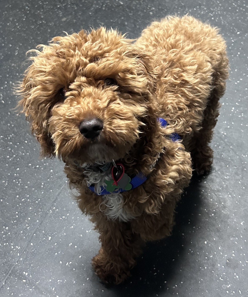 Bodhi - Small Male Cavoodle Dog in VIC - PetRescue
