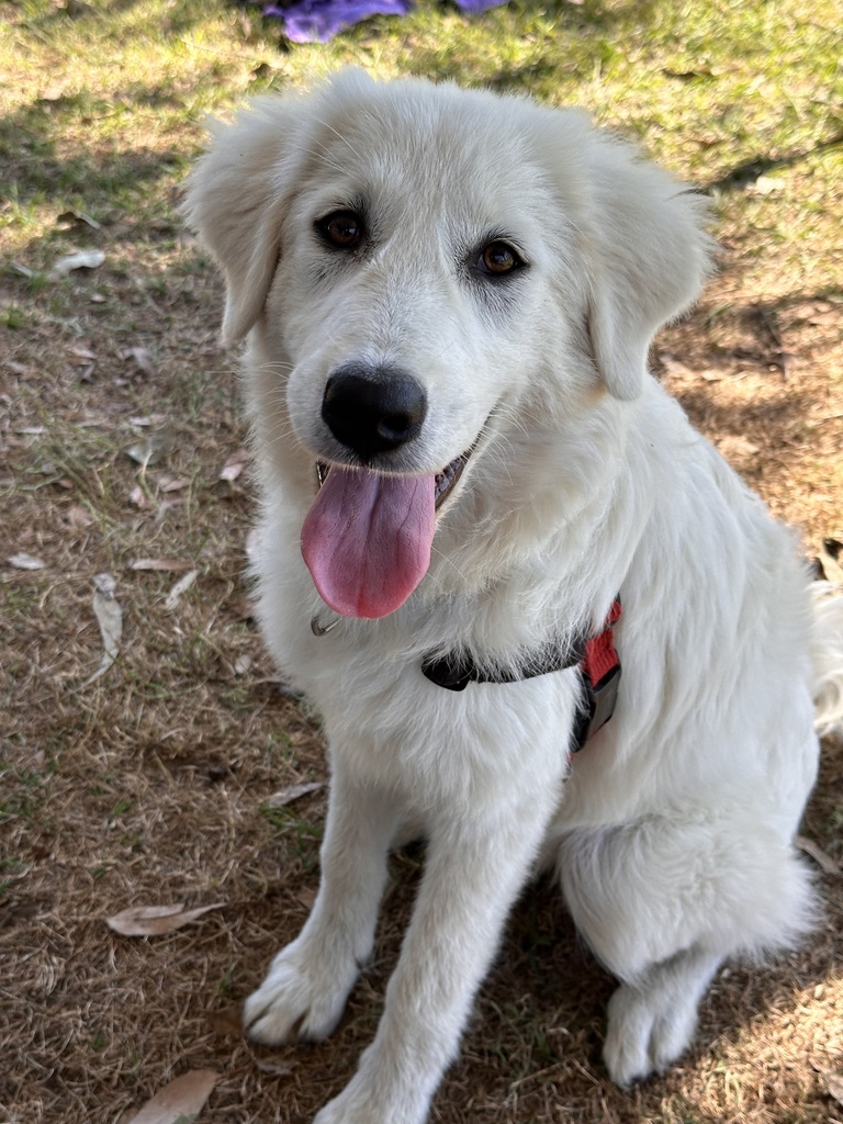 Luna - Medium Female Maremma Sheepdog Mix Dog in QLD - PetRescue