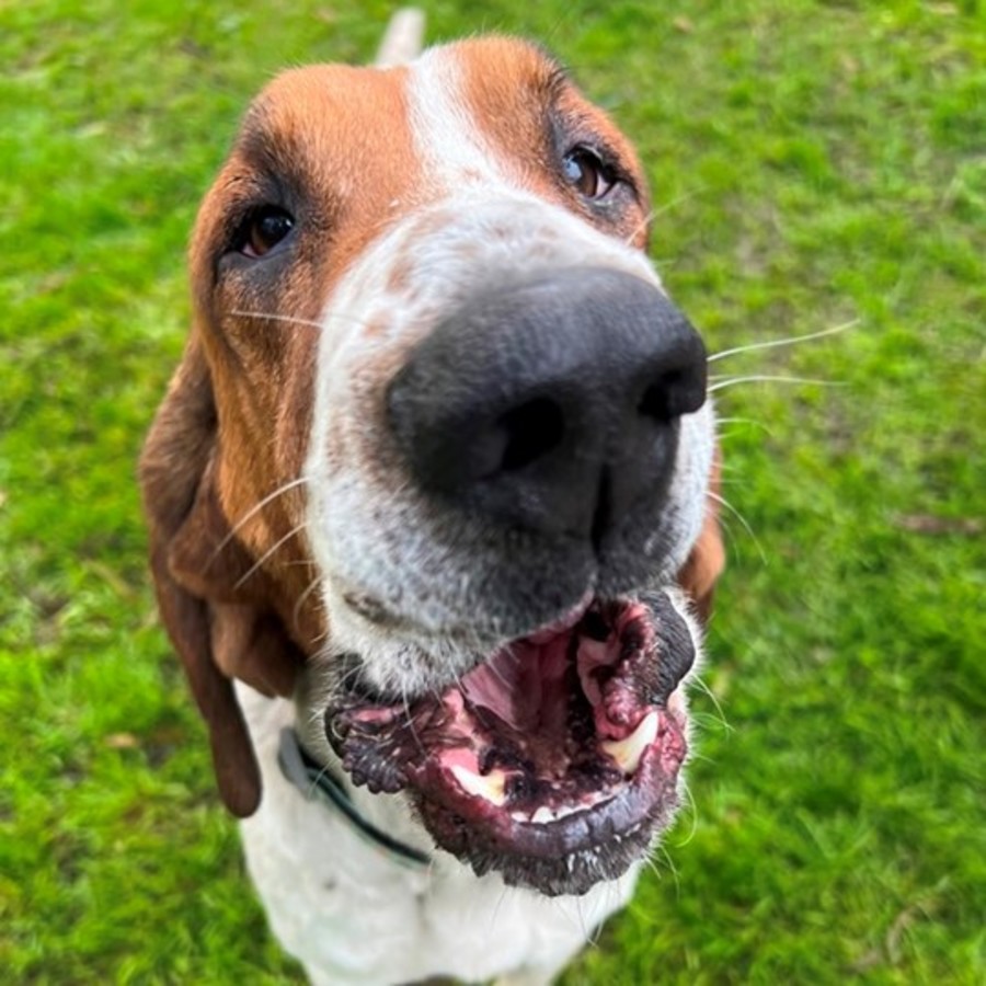 Beagle Rescue Victoria Inc - PetRescue