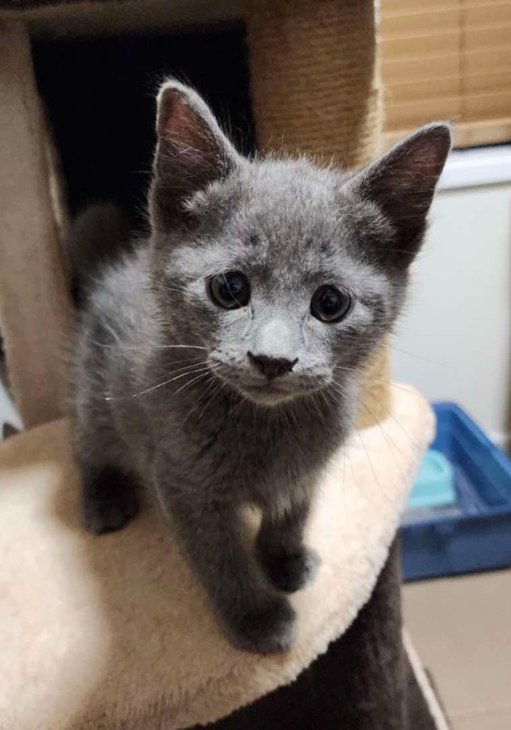 Dexter - Male Domestic Short Hair (DSH) Mix Cat in WA - PetRescue