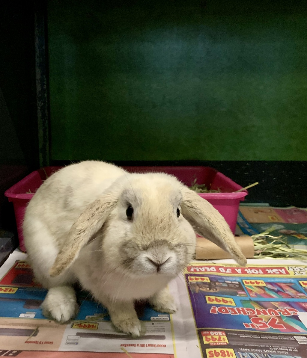 Bilby - Male Lop Eared Rabbit in VIC - PetRescue