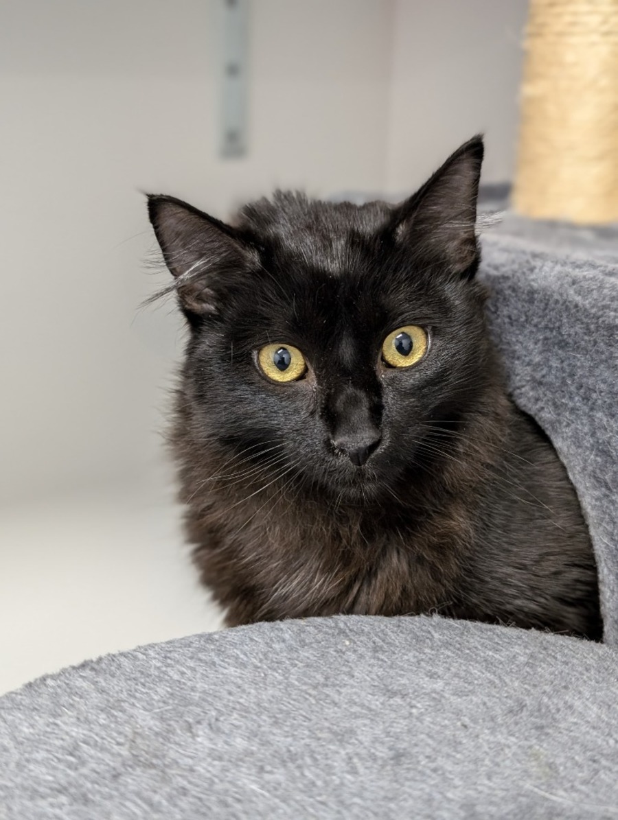 Luna and Max - Male Domestic Long Hair (DLH) Cat in VIC - PetRescue