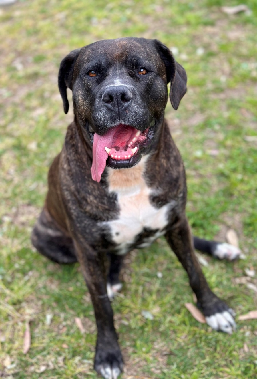 Chloe - Large Female Neapolitan Mastiff Mix Dog in NSW - PetRescue