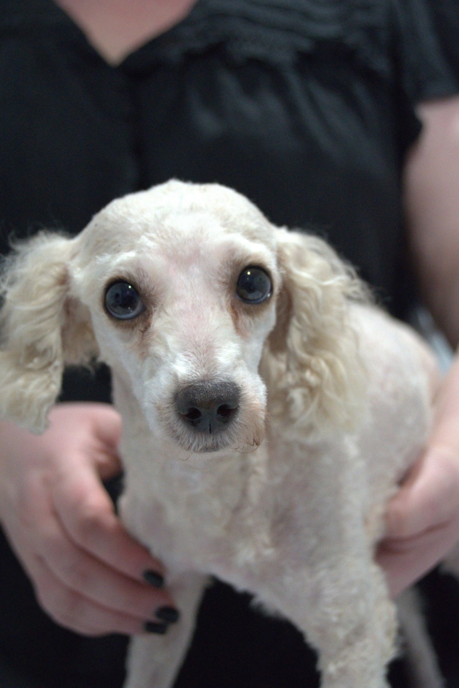 Anastasia - Small Female Poodle Dog in QLD - PetRescue