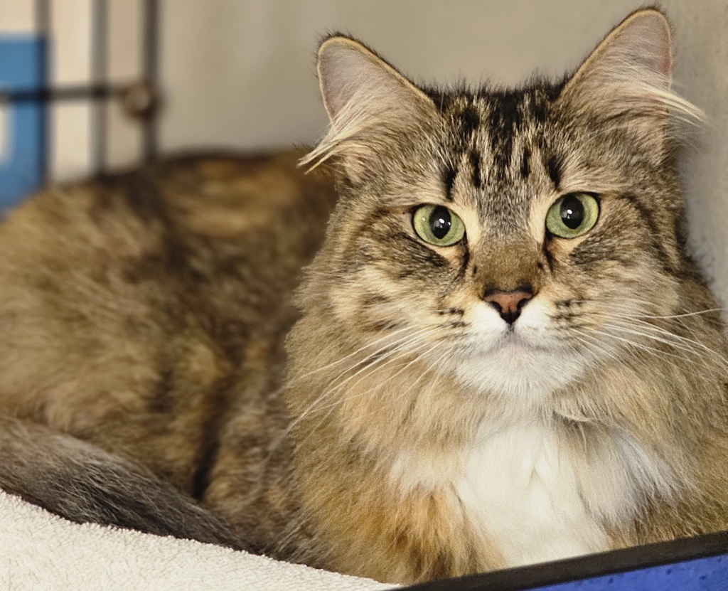 Diedre - Female Domestic Medium Hair Mix Cat in QLD - PetRescue