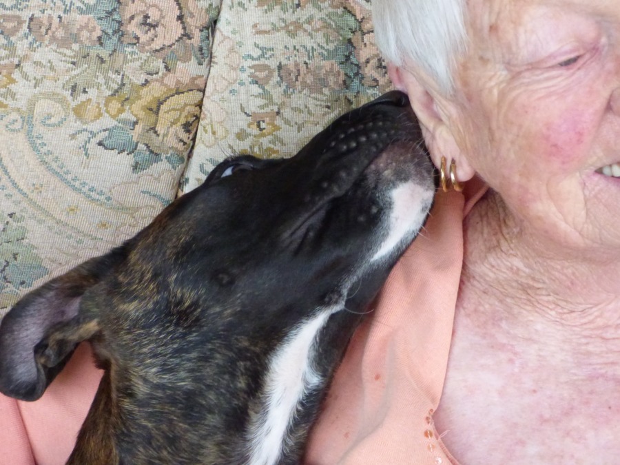 Brodie - Medium Male Staffy Mix Dog in NSW - PetRescue