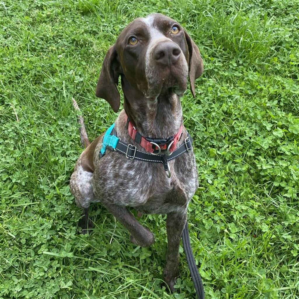 Sheba - Large Female Pointer Mix Dog in VIC - PetRescue