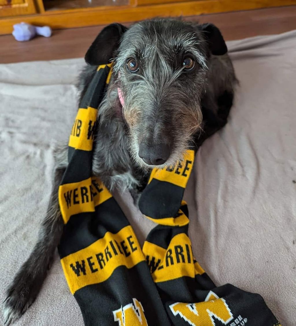 Paisley - Large Female Staghound Mix Dog in VIC - PetRescue