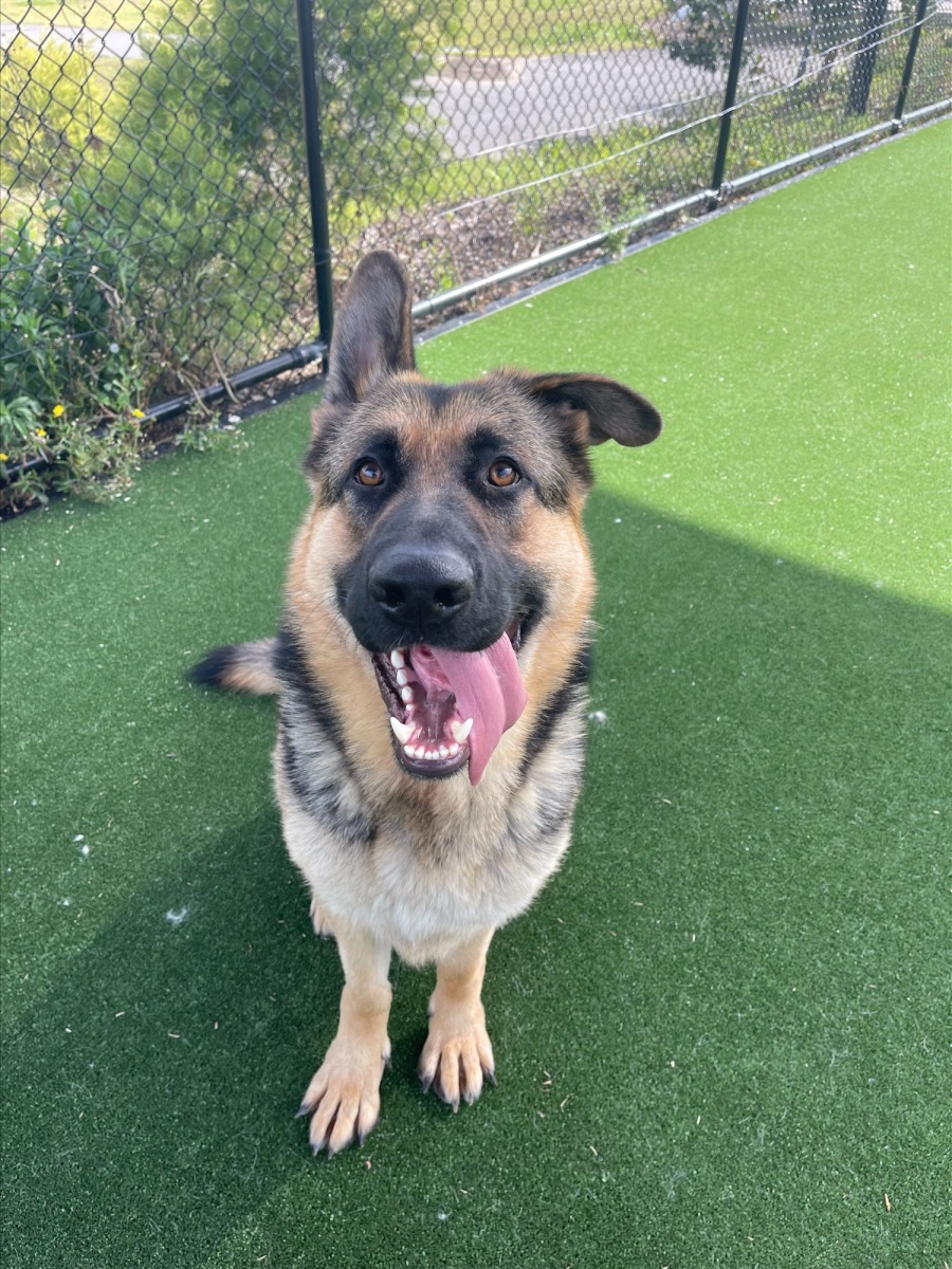 Eddie imp 1866 - Large Male German Shepherd Dog Dog in NSW - PetRescue