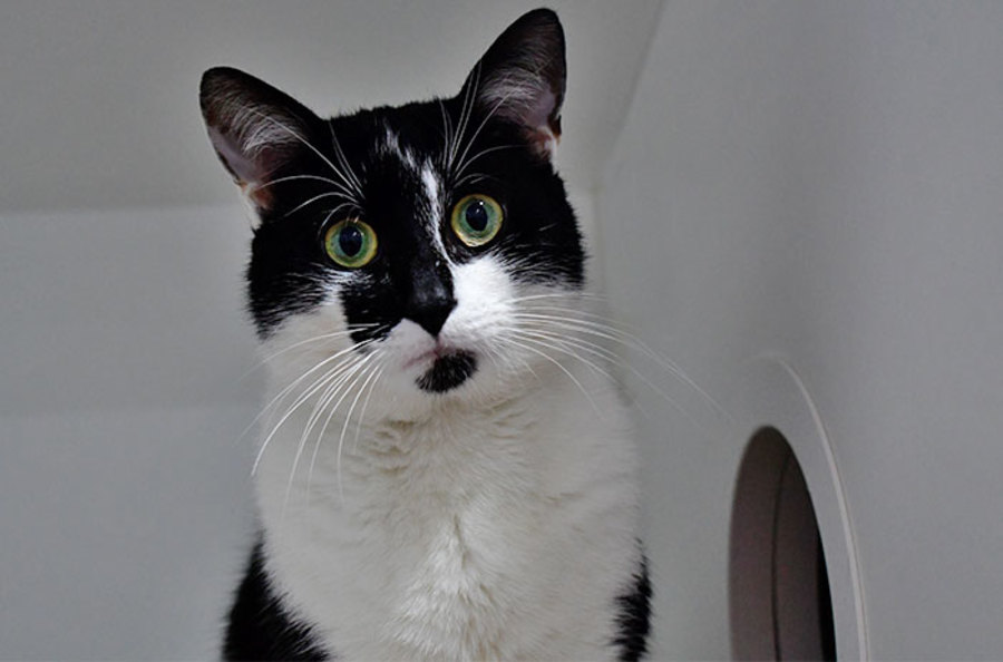 Count Catula - Male Domestic Short Hair (DSH) Cat in NSW - PetRescue