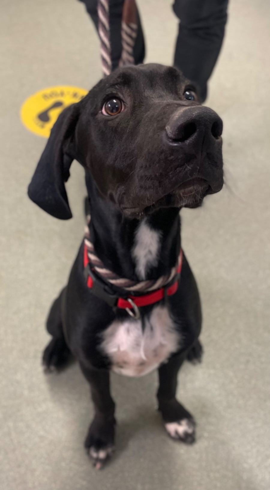 Rex - Medium Male German Shorthaired Pointer Mix Dog in VIC - PetRescue
