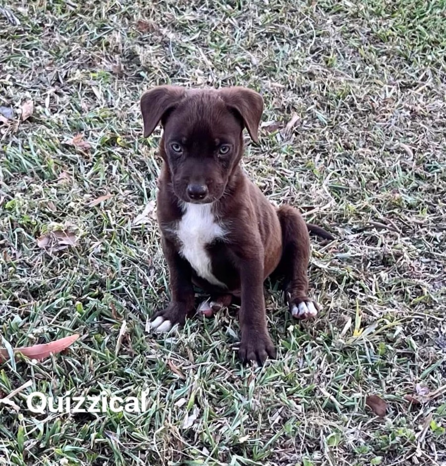 Quizzical - Small Male Labrador Retriever Mix Dog in QLD - PetRescue