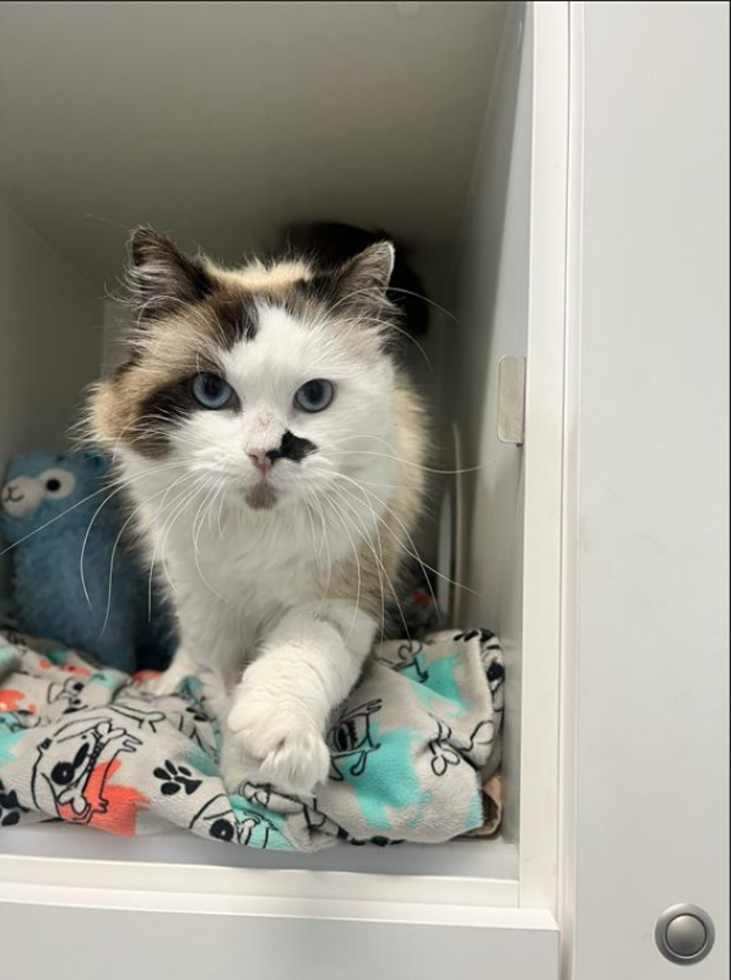 Hazelnut - Female Ragdoll Mix Cat in VIC - PetRescue