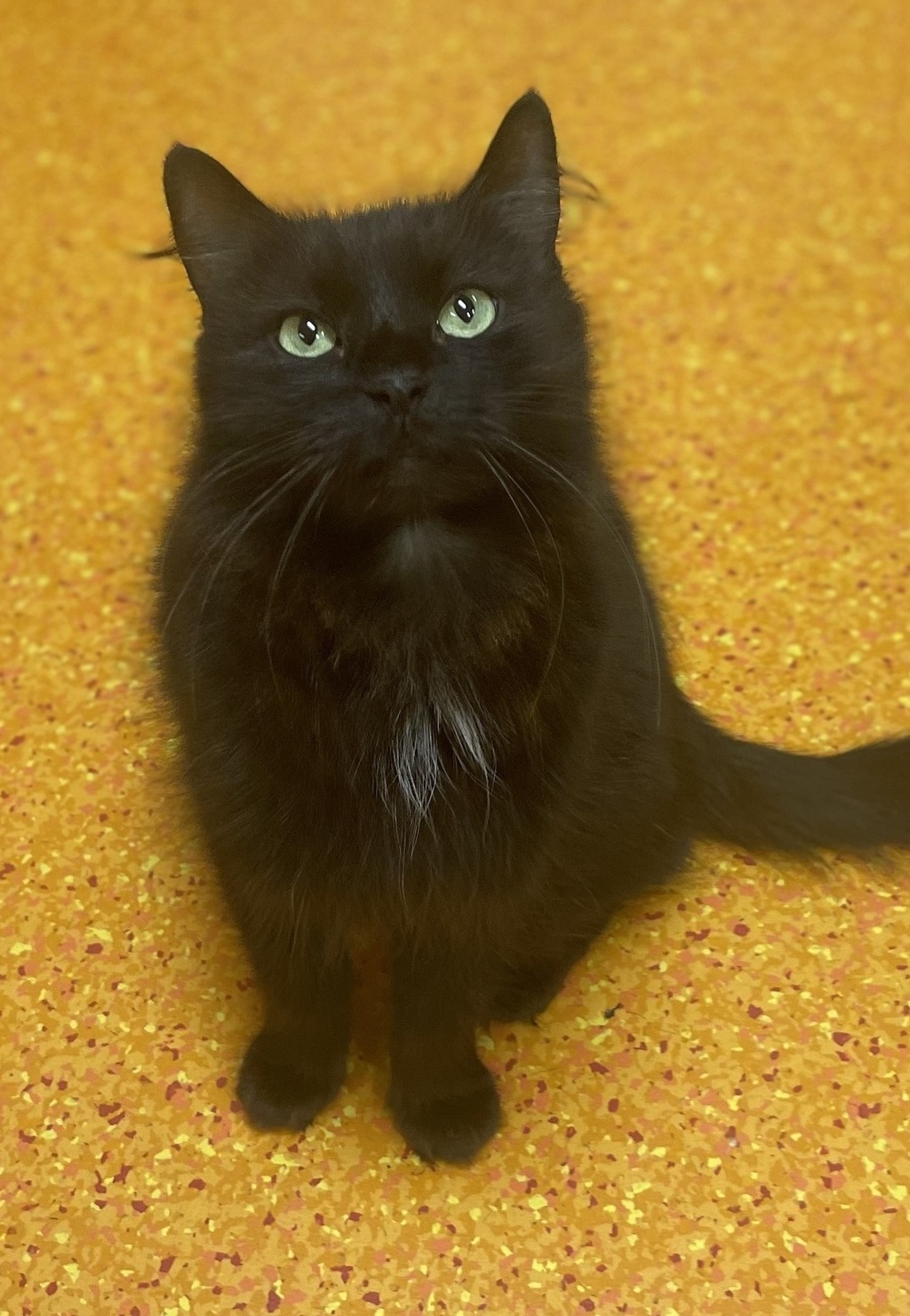 Mystique - Female Domestic Long Hair Mix Cat in QLD - PetRescue
