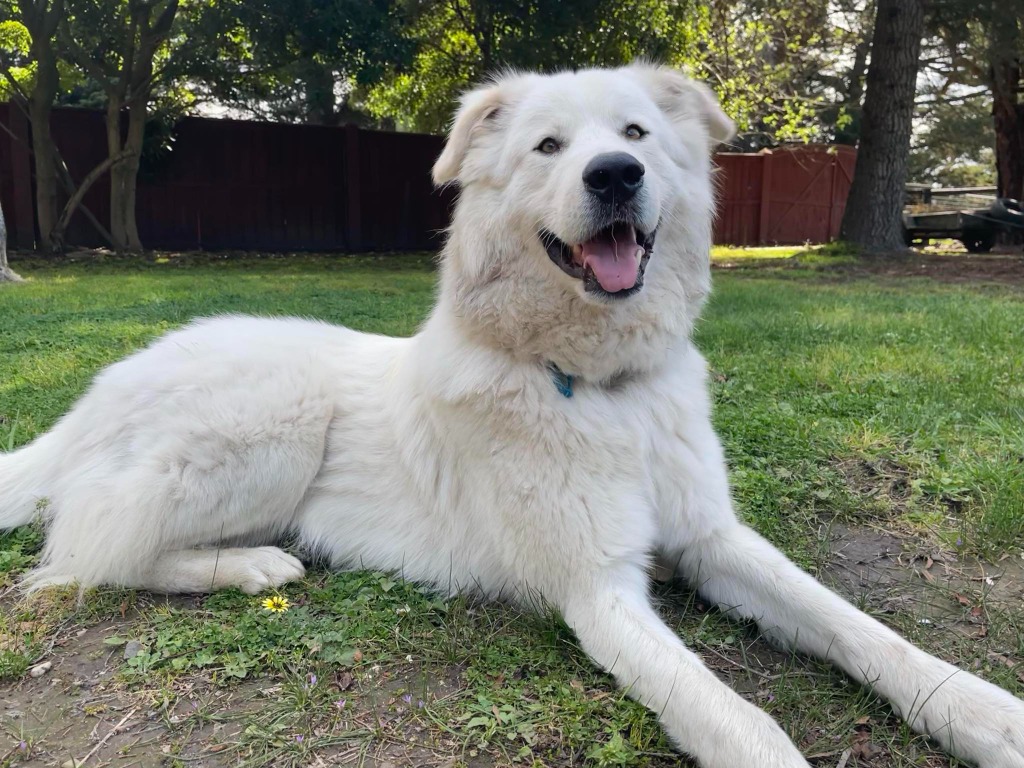 King - Large Male Maremma Sheepdog x Mixed Breed x Mixed breed Mix Dog ...