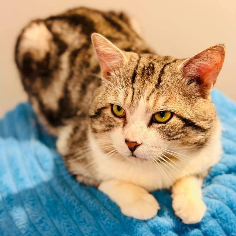 11157 - Professor Mew Mew - Male Domestic Short Hair (DSH) Cat in WA ...