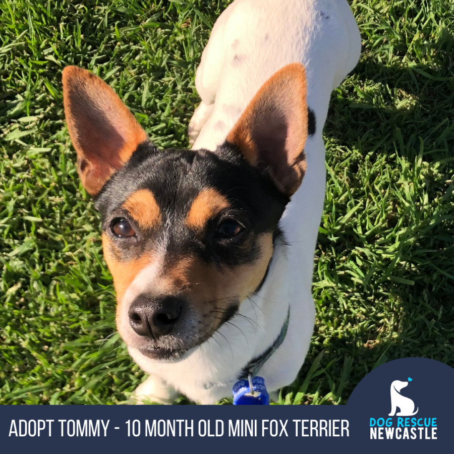 Tommy - 10 Month Old Mini Fox Terrier (Hold) - Small Male Fox Terrier ...