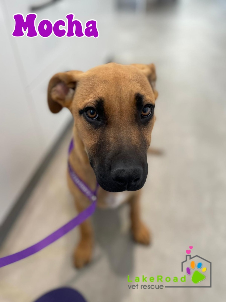 Mocha - Medium Female Mixed Breed Mix Dog in NSW - PetRescue