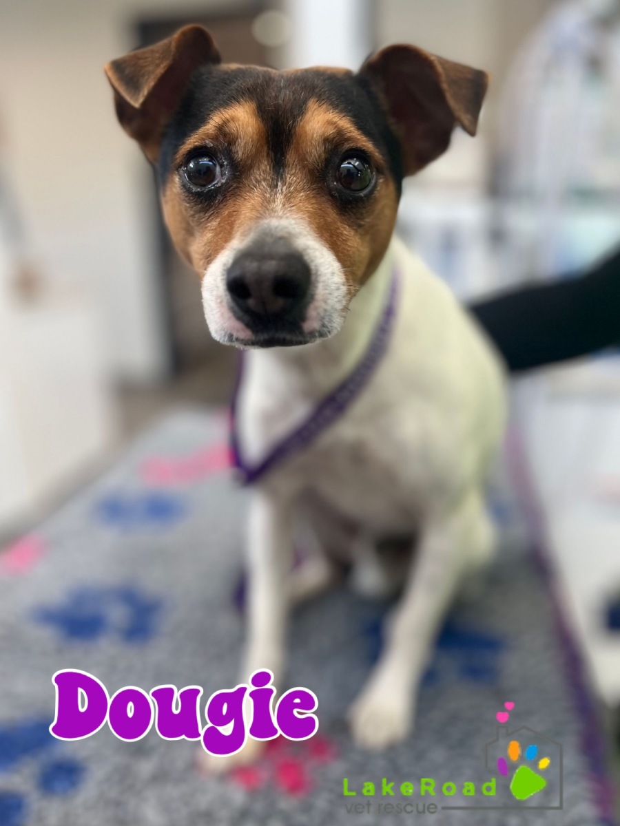 Dougie - Small Male Jack Russell Terrier Dog in NSW - PetRescue