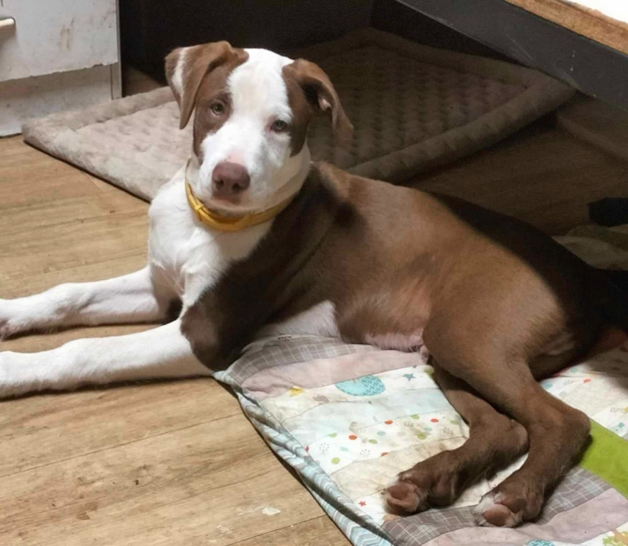 Romeo - Medium Male Mixed breed Dog in QLD - PetRescue