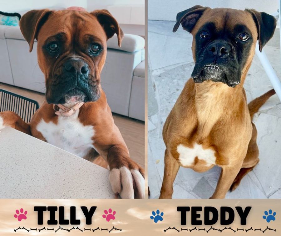 Tilly & Teddy - Medium Female Boxer Dog in VIC - PetRescue