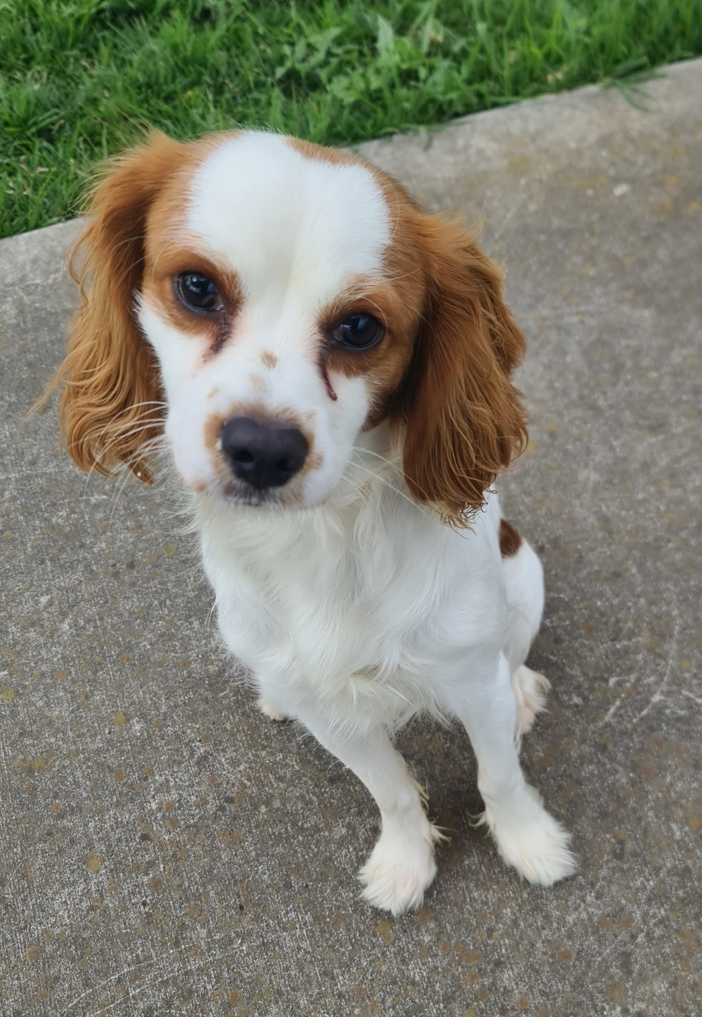 Moe - Small Male Cavalier King Charles Spaniel Mix Dog in VIC - PetRescue