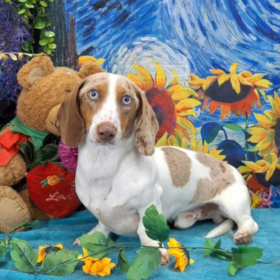 Diego - Small Male Dachshund (Miniature) Dog in QLD - PetRescue