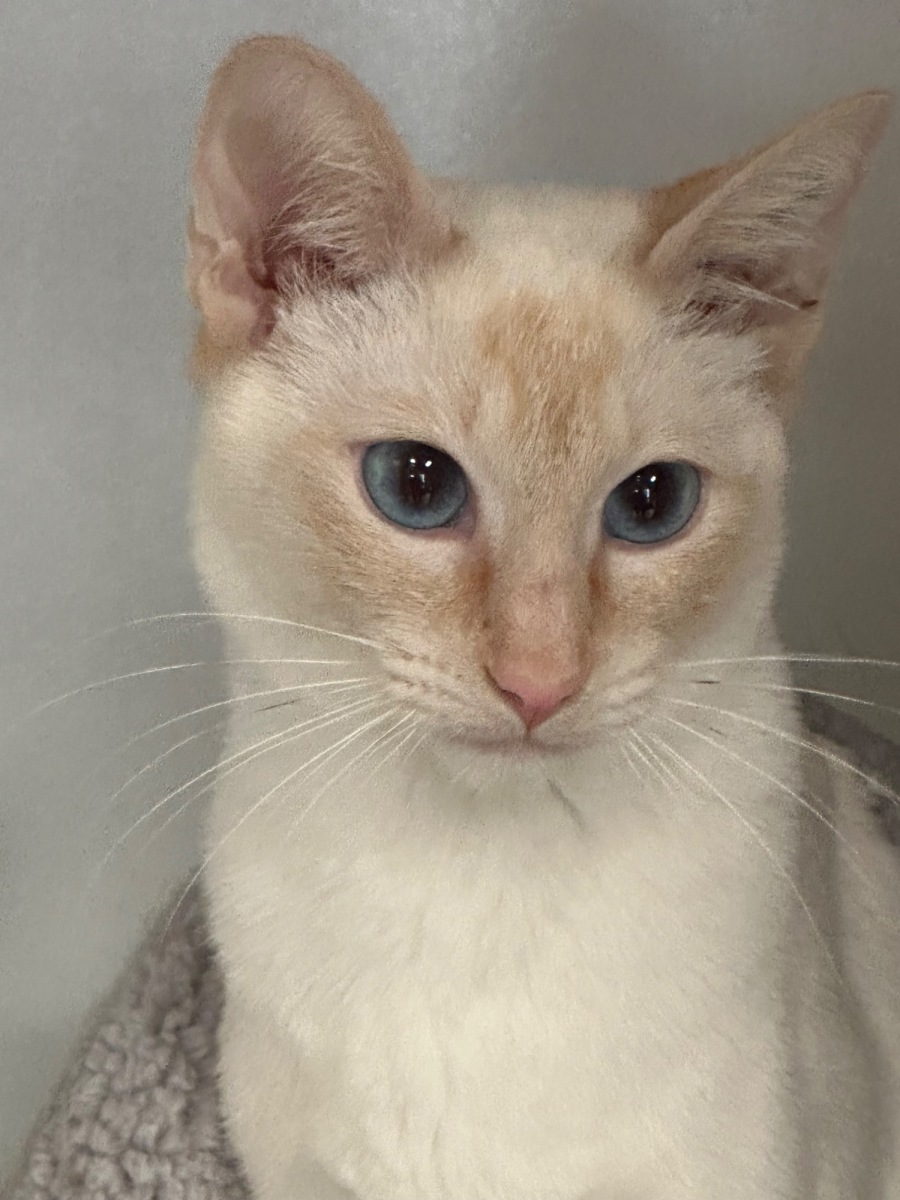 Ruby - Female Siamese Cat in VIC - PetRescue
