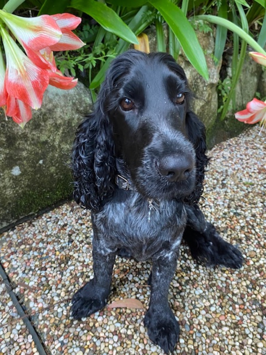 Winston - Medium Male Cocker Spaniel Dog in NSW - PetRescue