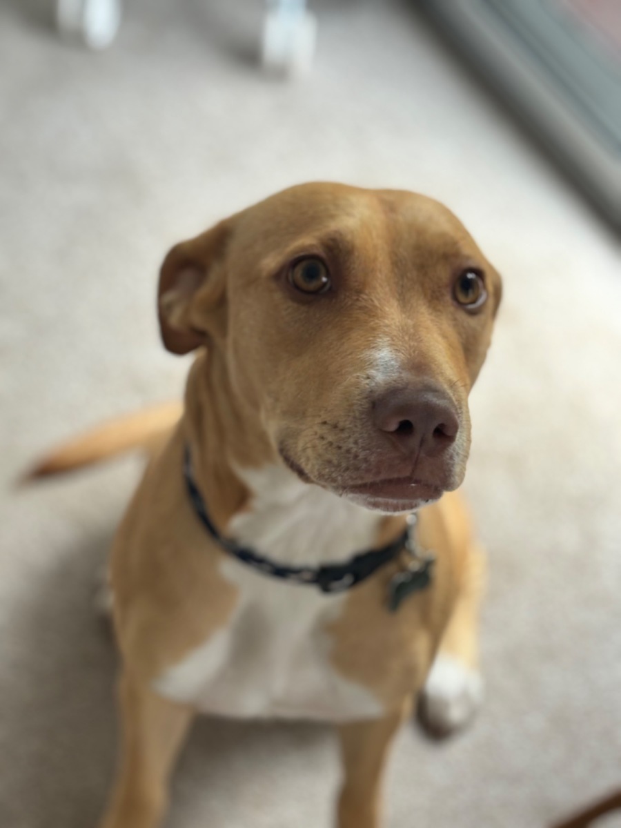 Millie - Medium Female Labrador x Staffy Mix Dog in NSW - PetRescue