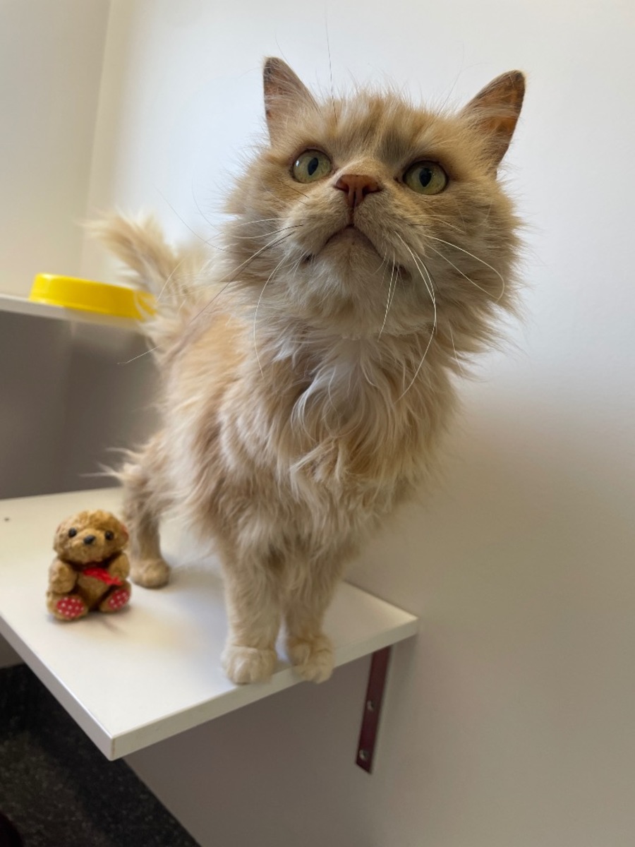 Tarkyn - Male Domestic Long Hair (DLH) Cat in VIC - PetRescue