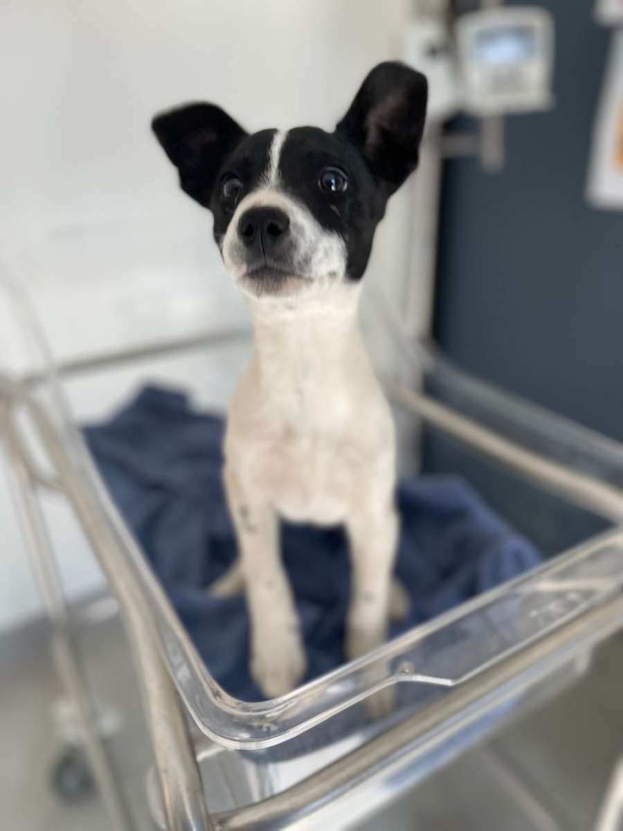 Toby - Medium Male Mixed breed Dog in NSW - PetRescue