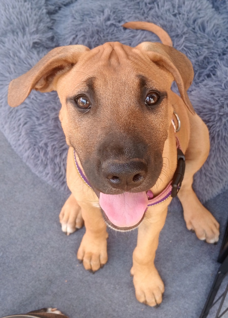 Juliet - Medium Female Staffordshire Bull Terrier x German Shorthaired ...