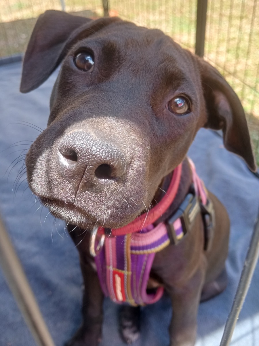 Nova - Medium Female Staffordshire Bull Terrier x German Shorthaired ...