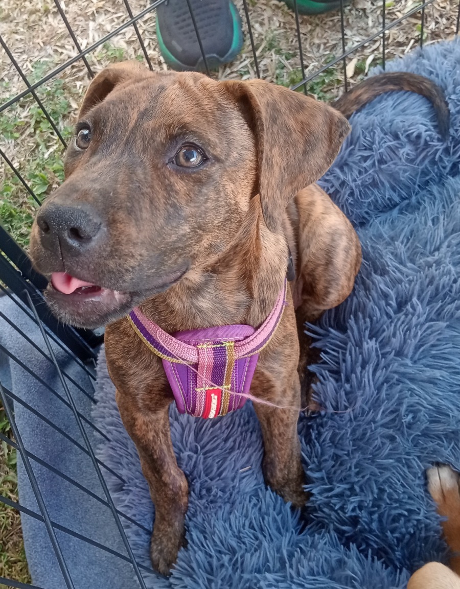 Phoebe - Medium Female Staffordshire Bull Terrier x German Shorthaired ...
