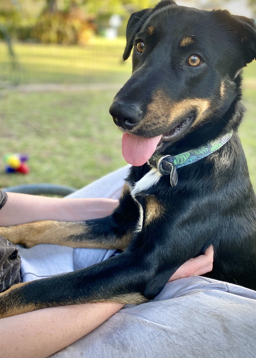 Dennis - Medium Male Rottweiler x Labrador Retriever Mix Dog in QLD ...