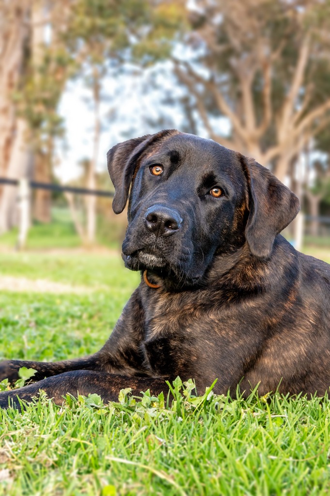 Dexter - Large Male Mixed breed Mix Dog in WA - PetRescue