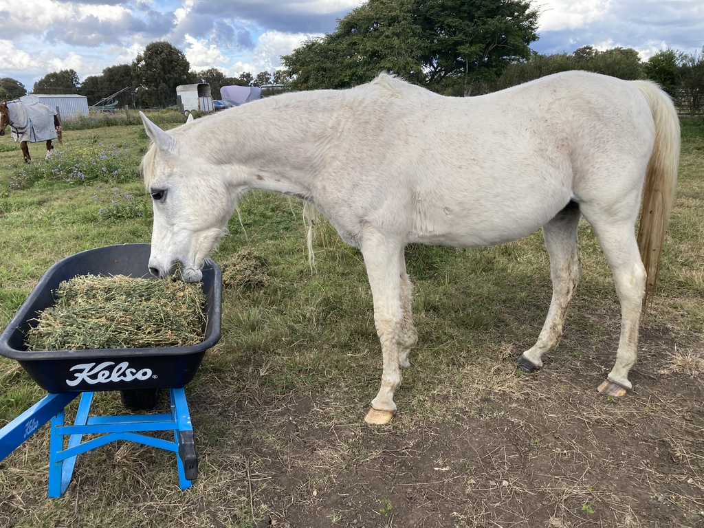 Boy - Male Arab Mix Horse in QLD - PetRescue