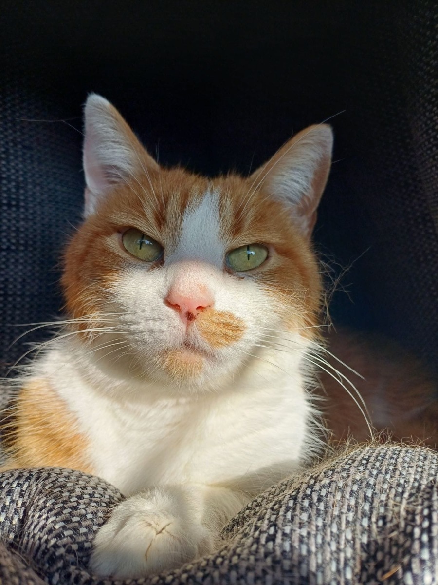 Ginger - Female Domestic Short Hair (DSH) Cat in VIC - PetRescue
