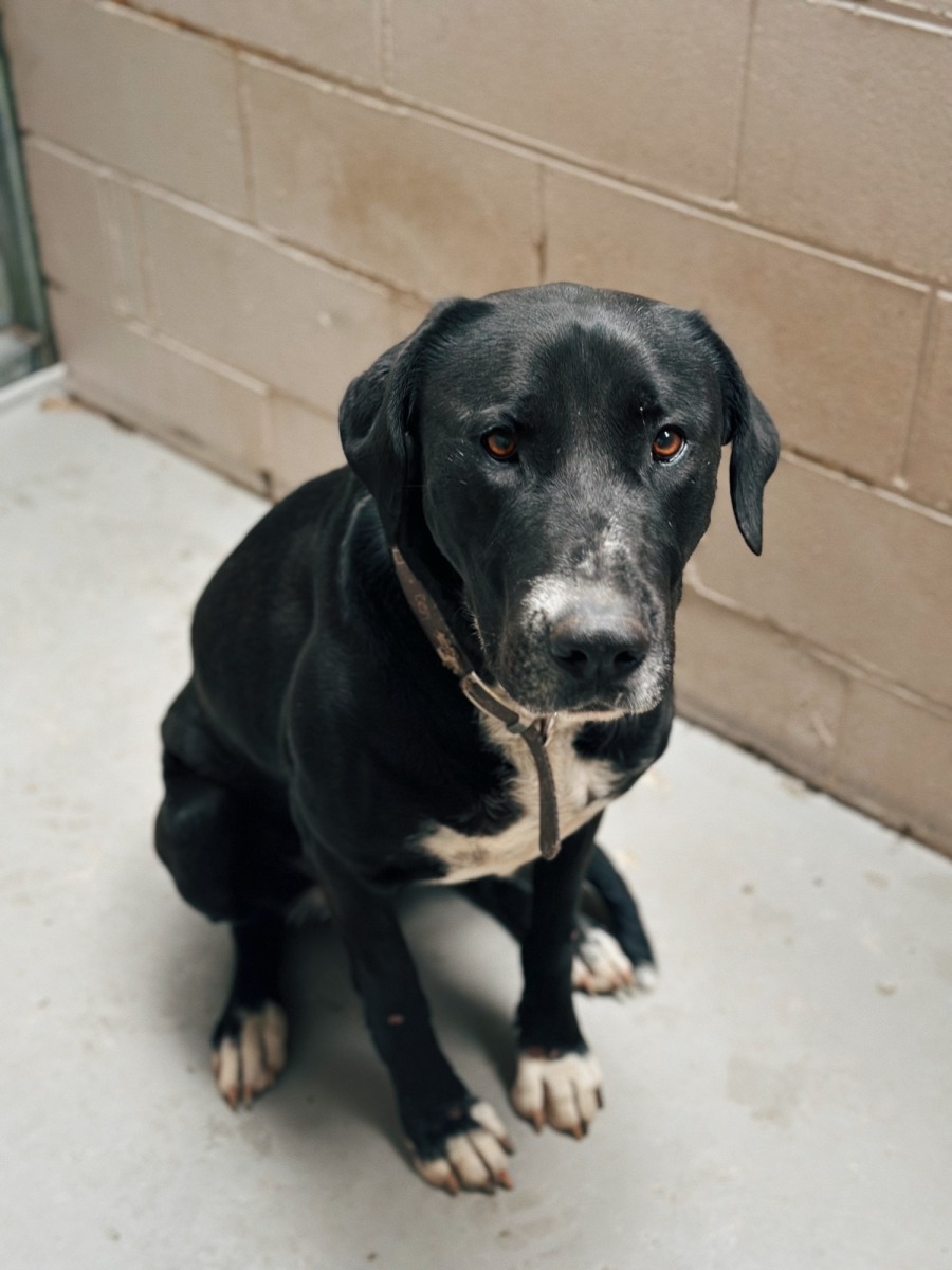 Luna - Large Female Great Dane x Labrador Mix Dog in NSW - PetRescue