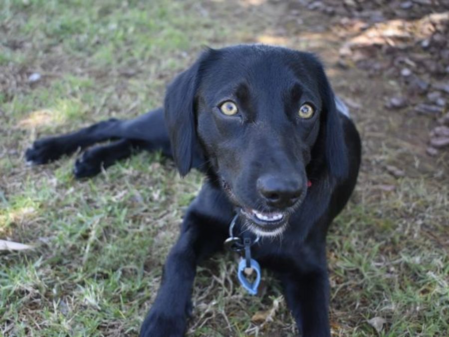 Nalu - Medium Female Border Collie x Cocker Spaniel Mix Dog in QLD ...