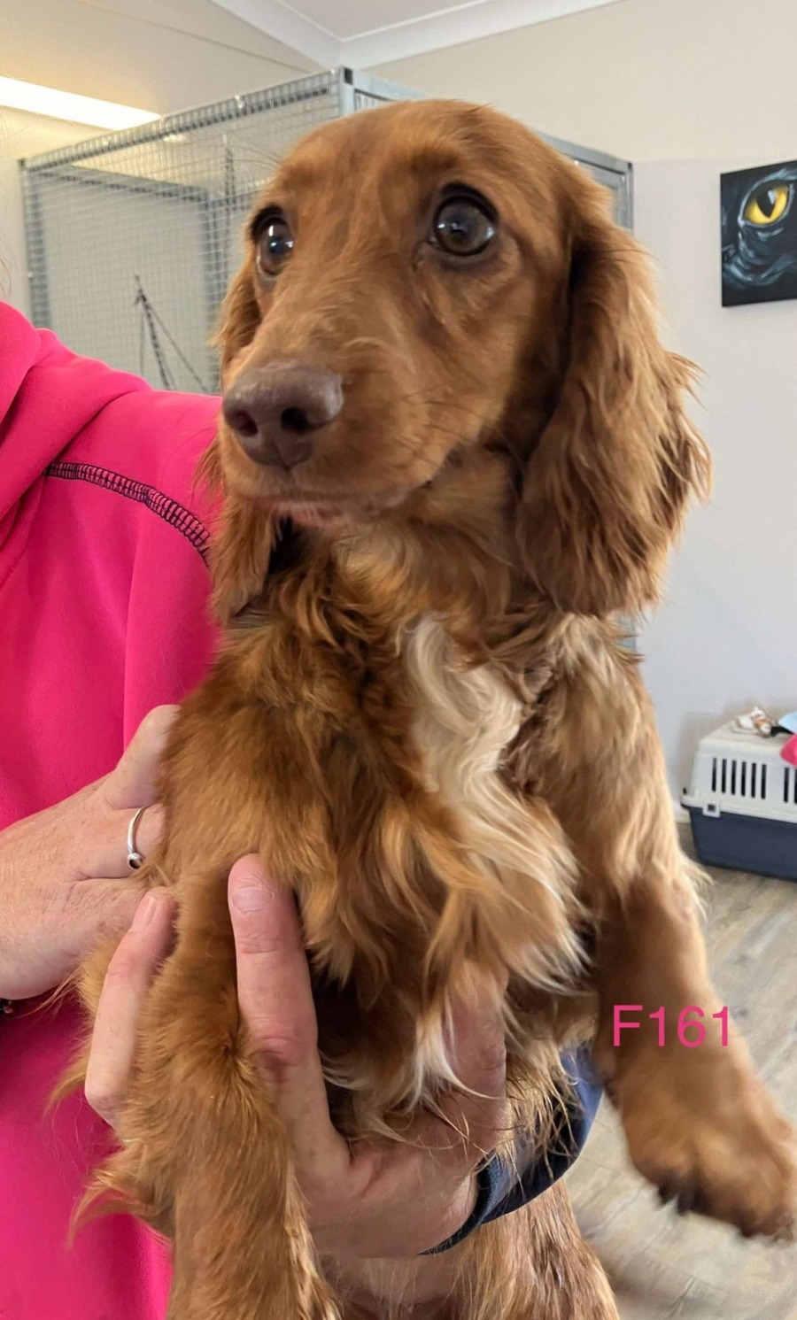 Dixie - Small Female Dachshund Dog in NSW - PetRescue