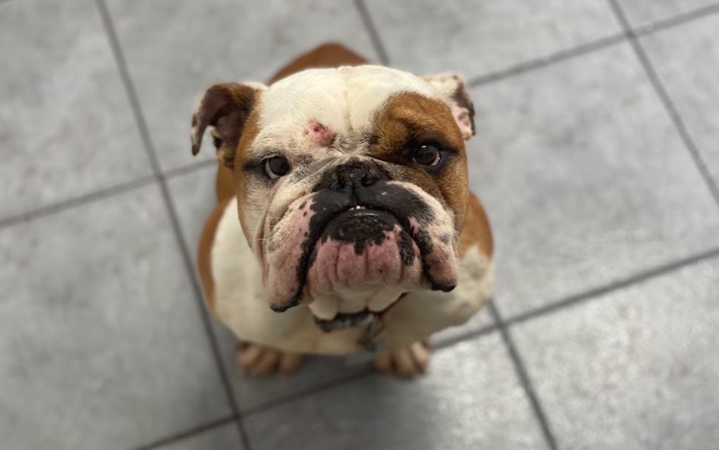 Harold - Medium Male Bulldog Mix Dog in VIC - PetRescue