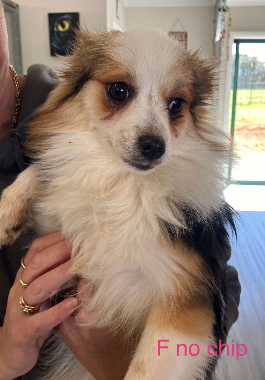 Mimi - Small Female Papillon Mix Dog in NSW - PetRescue