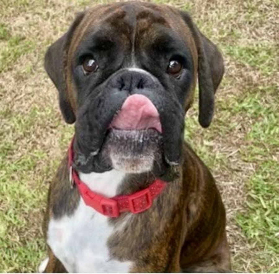 Bruce - Medium Male Boxer Dog in QLD - PetRescue