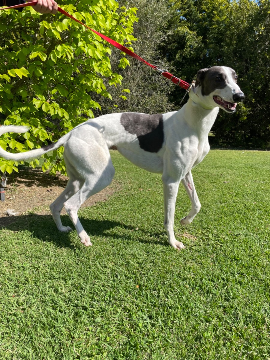 Siri - Small Female Greyhound Dog in VIC - PetRescue