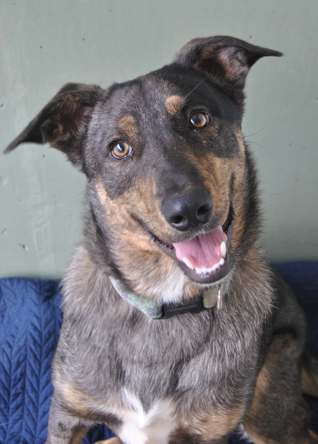 Dusty - Medium Male Kelpie x Australian Koolie Mix Dog in QLD - PetRescue