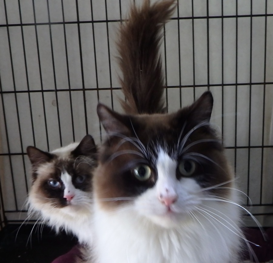Avi and Pikachu - Male Ragdoll Cat in NSW - PetRescue